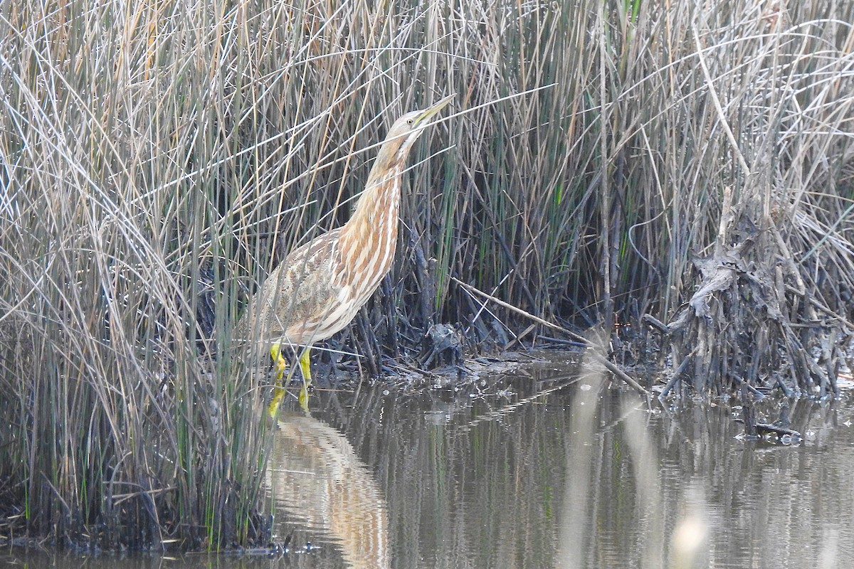 eBird Checklist - 9 Dec 2024 - **Back Bay NWR - 49 species