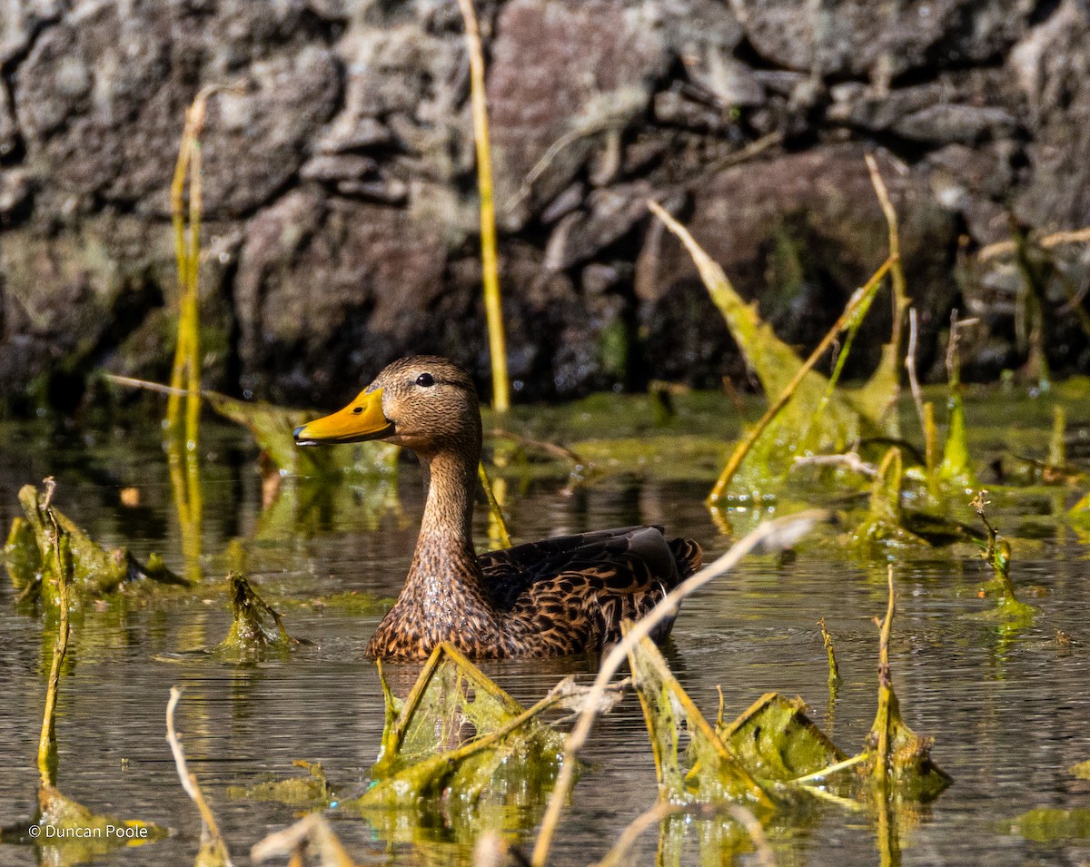 ML627322640 - Mexican Duck - Macaulay Library