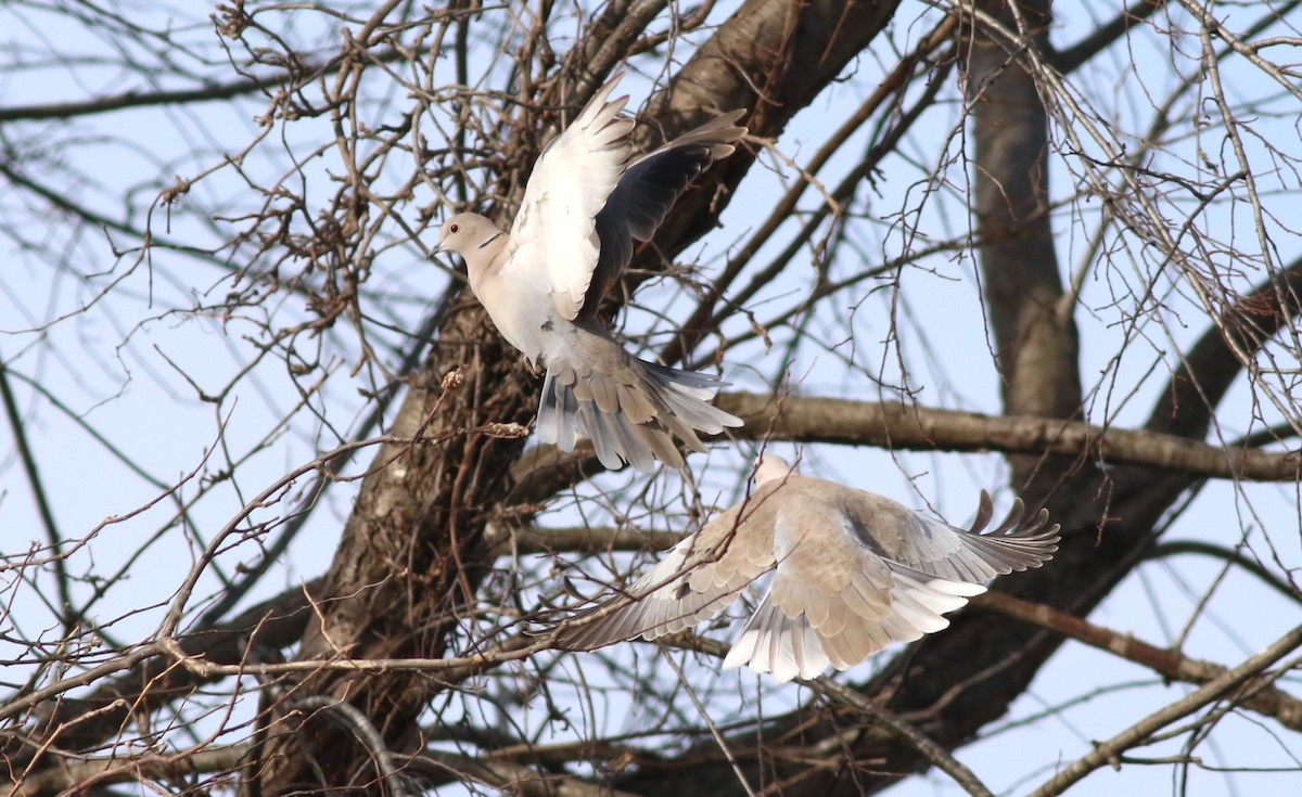 eBird Checklist - 9 Dec 2024 - Parkes Kinner Rd (3) - 7 species