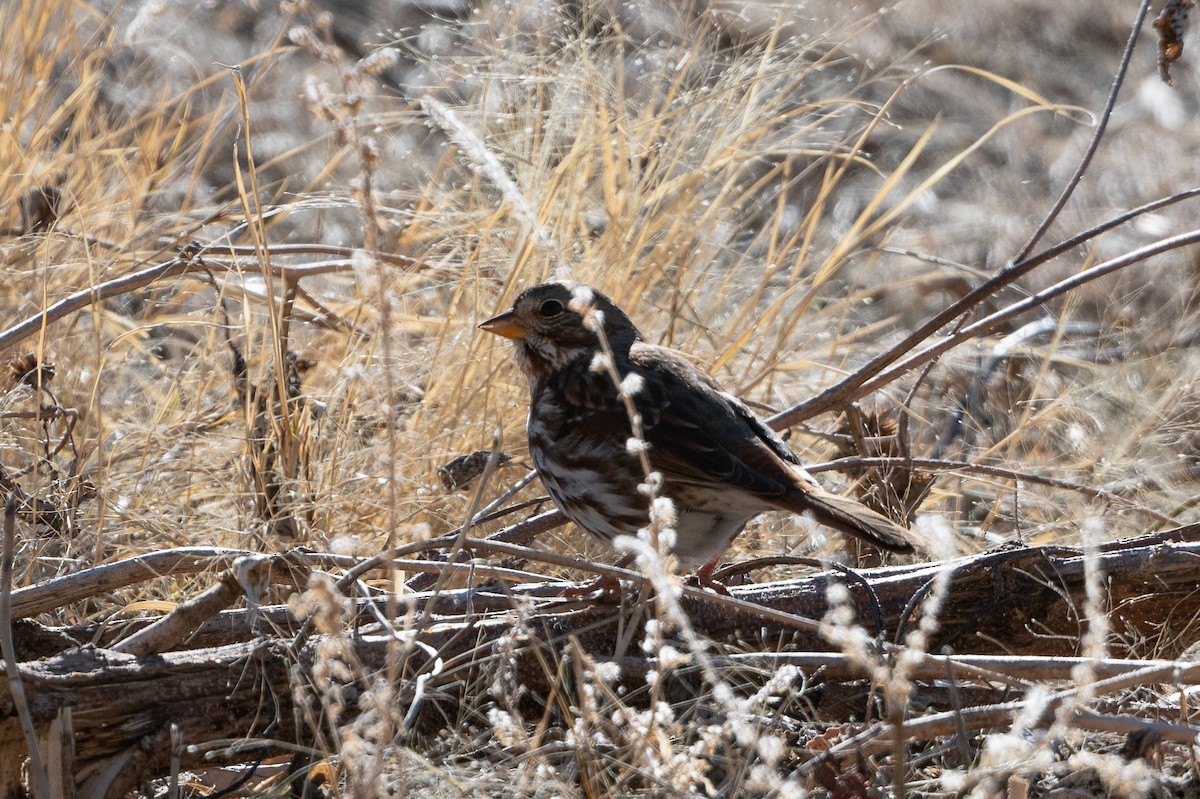eBird Checklist - 9 Dec 2024 - Leonora Curtin Wetland Preserve (access ...