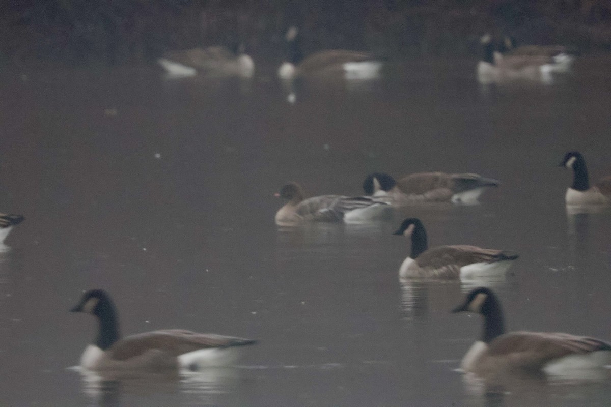 Pennsylvania Bird Atlas Checklist - 9 Dec 2024 - Albert Rd. Ponds - 6 ...