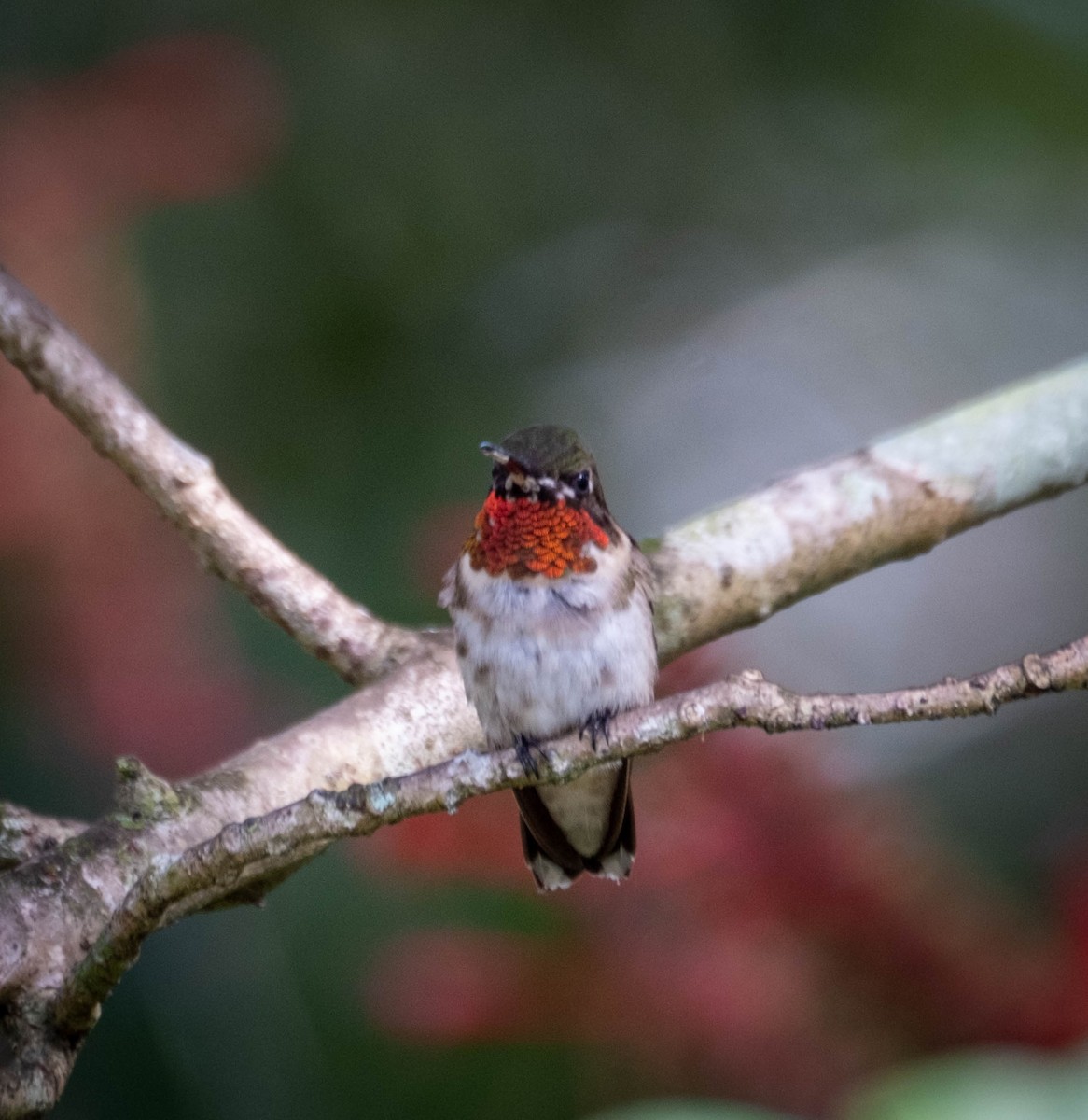 eBird Checklist - 9 Dec 2024 - Loxahatchee NWR - 46 species