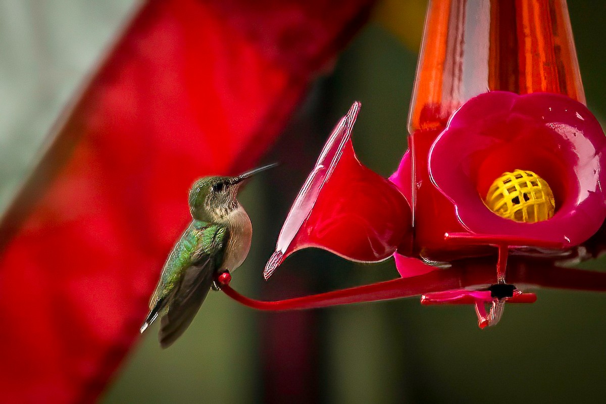 eBird Checklist - 9 Dec 2024 - stakeout Calliope Hummingbird--Ooltewah ...