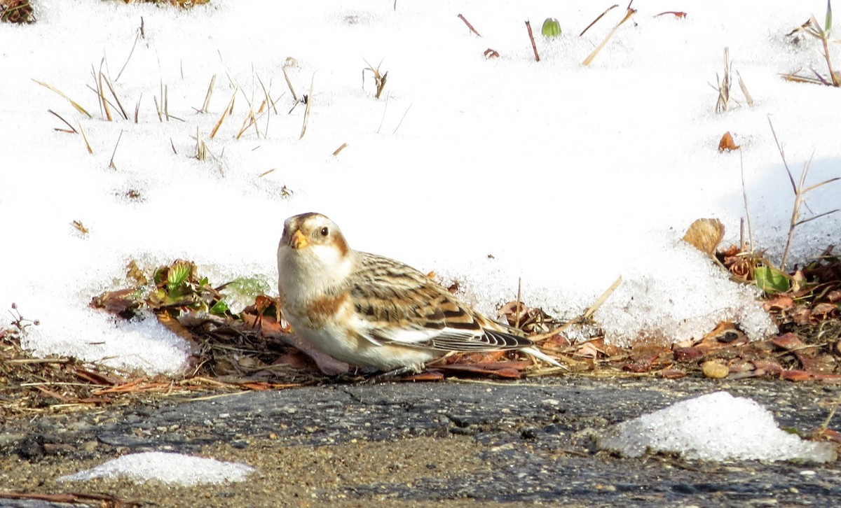 eBird Checklist - 9 Dec 2024 - Opechee Bay, Laconia - 8 species