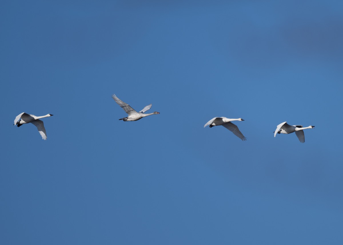 eBird Checklist - 8 Dec 2024 - Killdeer Plains Wildlife Area (Wyandot ...