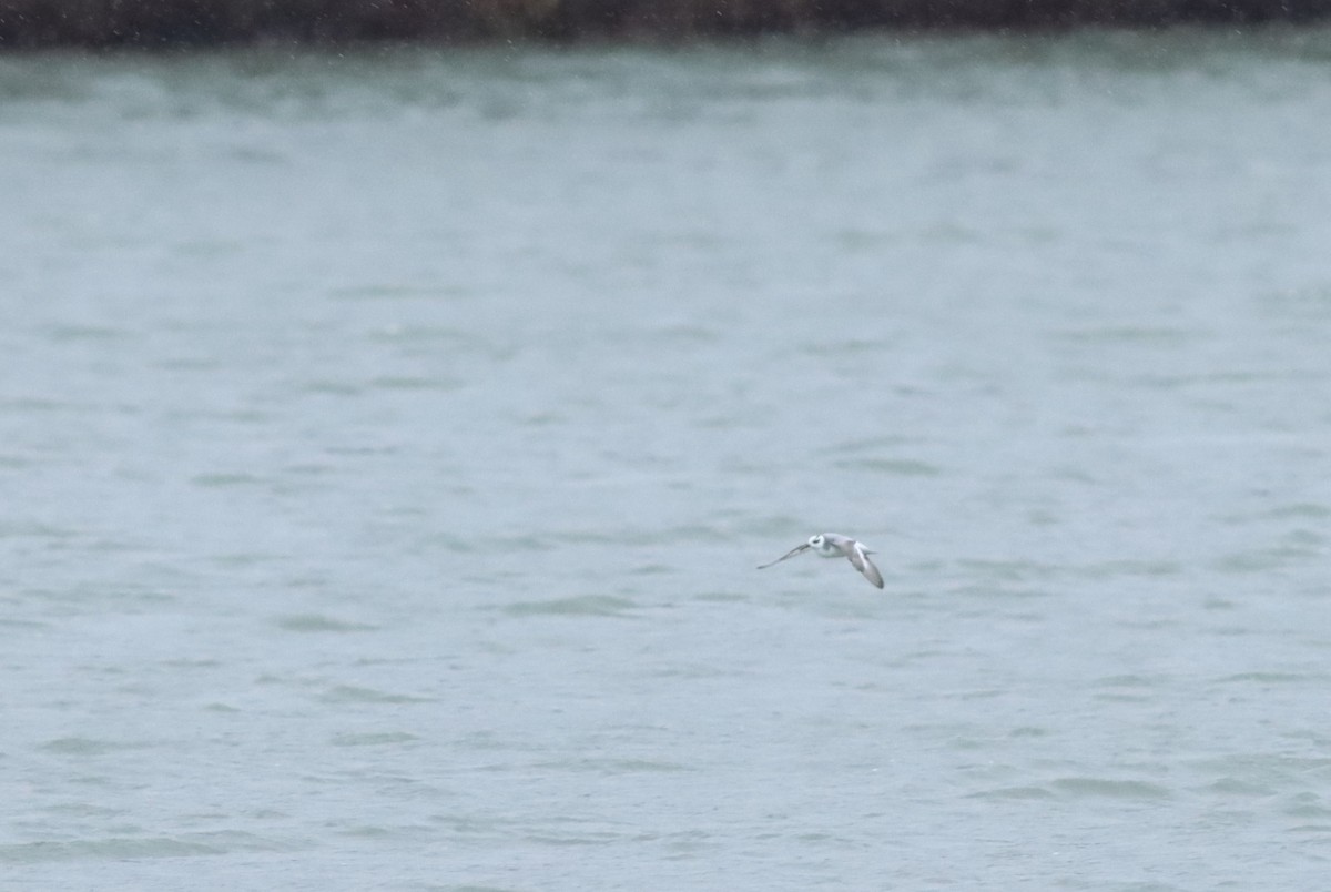 Pennsylvania Bird Atlas Checklist - 9 Dec 2024 - Donegal Lake - 14 species