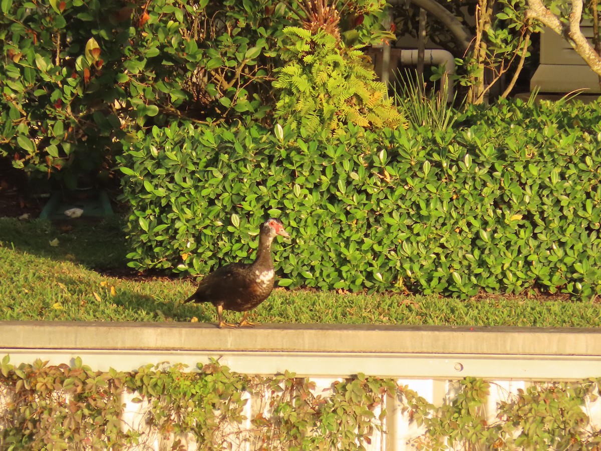 eBird Checklist - 9 Dec 2024 - Lake Ida Park - 25 species (+1 other taxa)