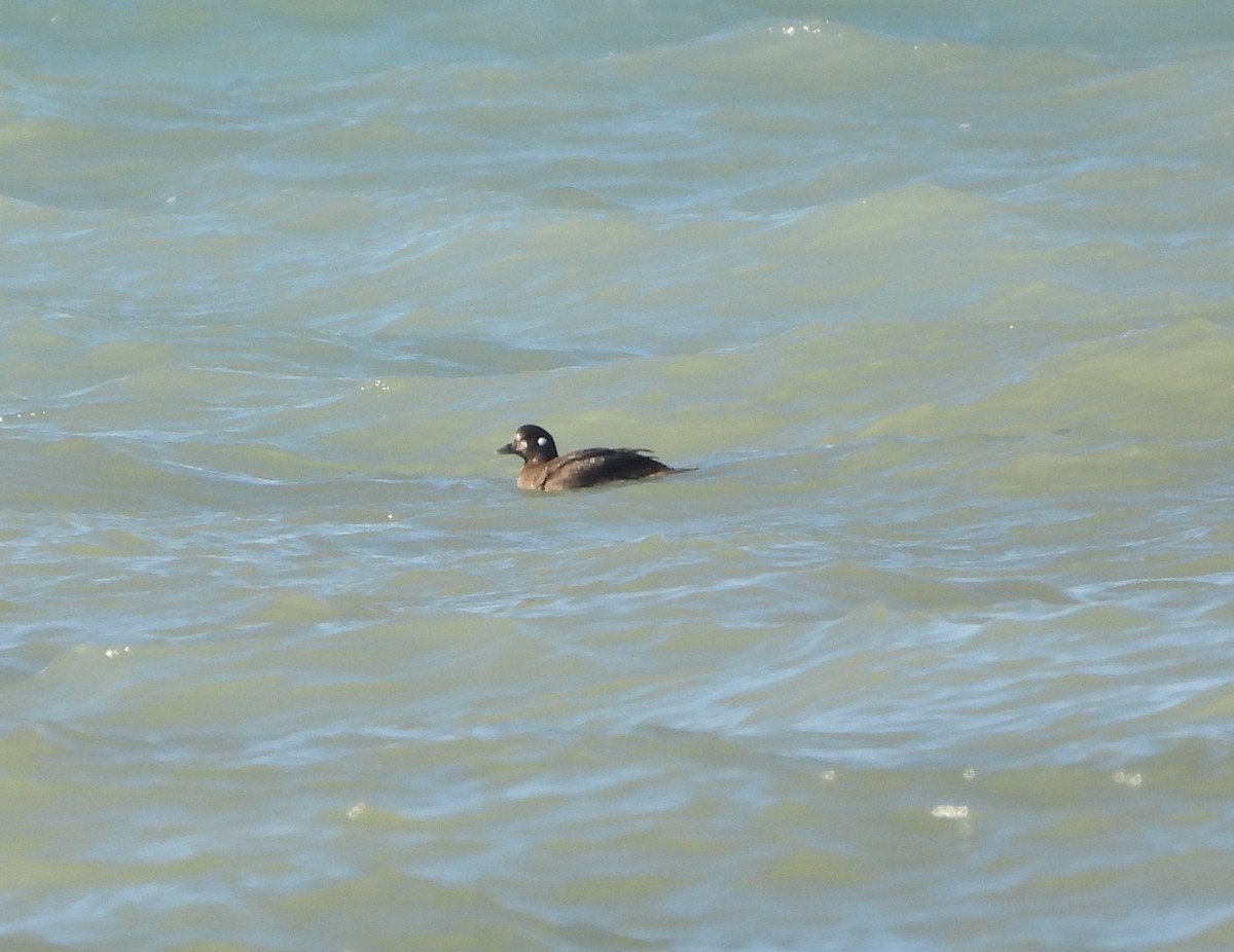 eBird Checklist - 9 Dec 2024 - New Buffalo beach and marina - 6 species