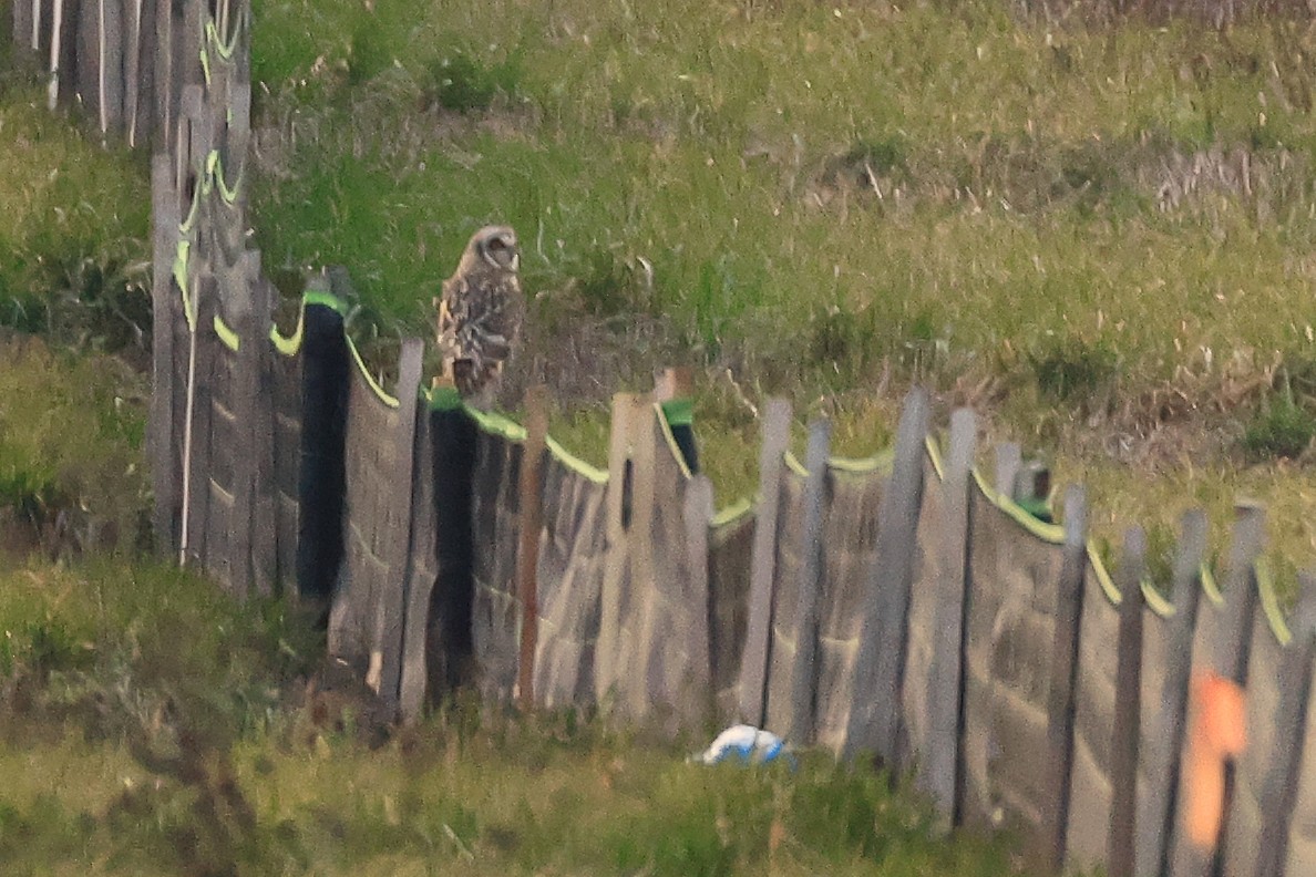 eBird Checklist - 9 Dec 2024 - EC CR 43 N of CR 48 - 5 species