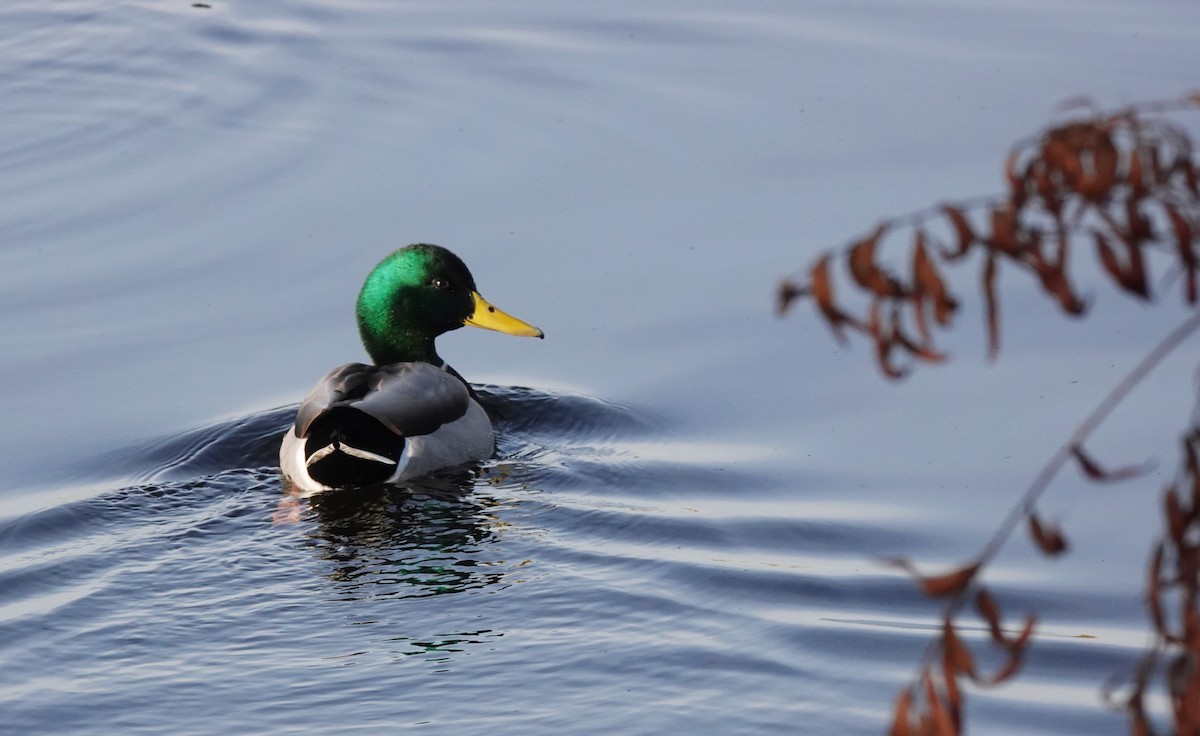 eBird Checklist - 8 Dec 2024 - Frank G. Bonelli RP--South and East ...