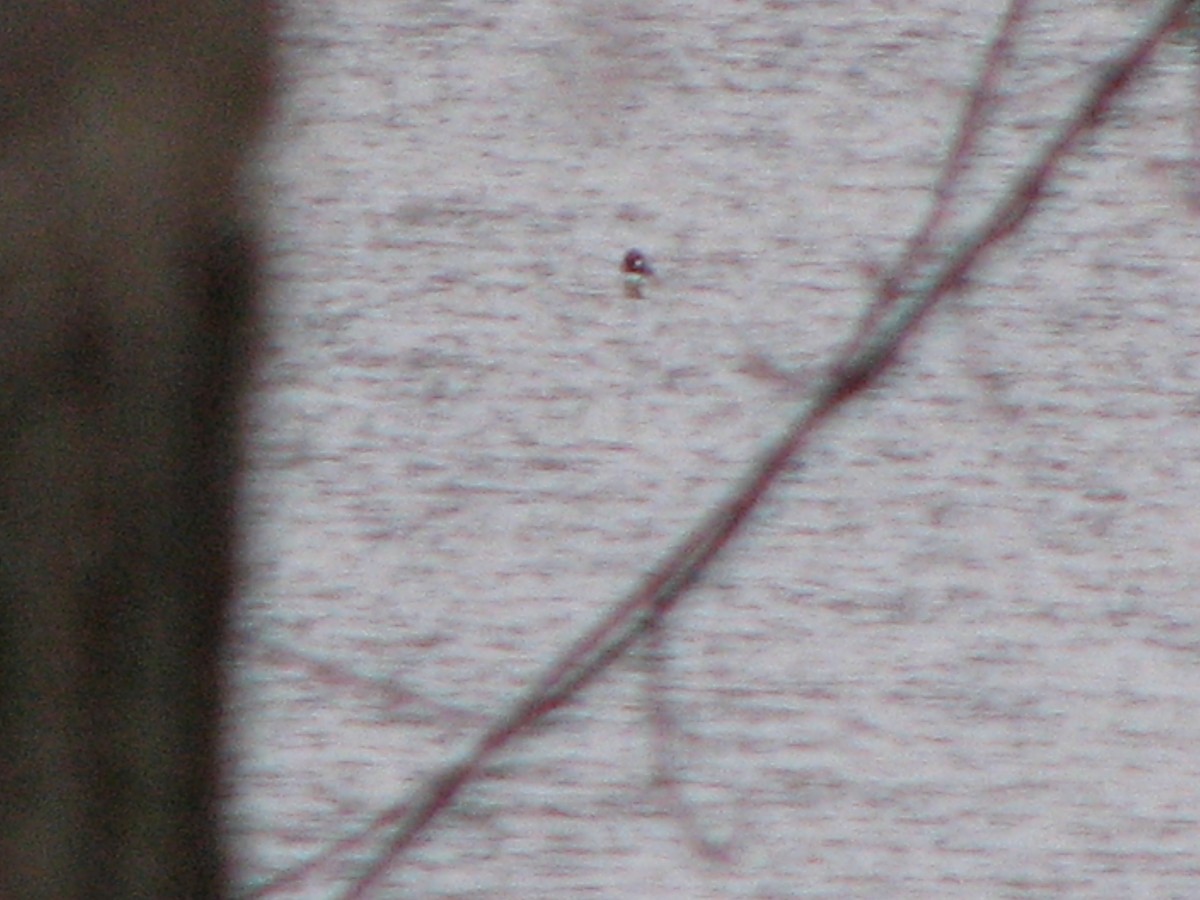 eBird Checklist - 8 Dec 2024 - Chugnut River Walk - 10 species
