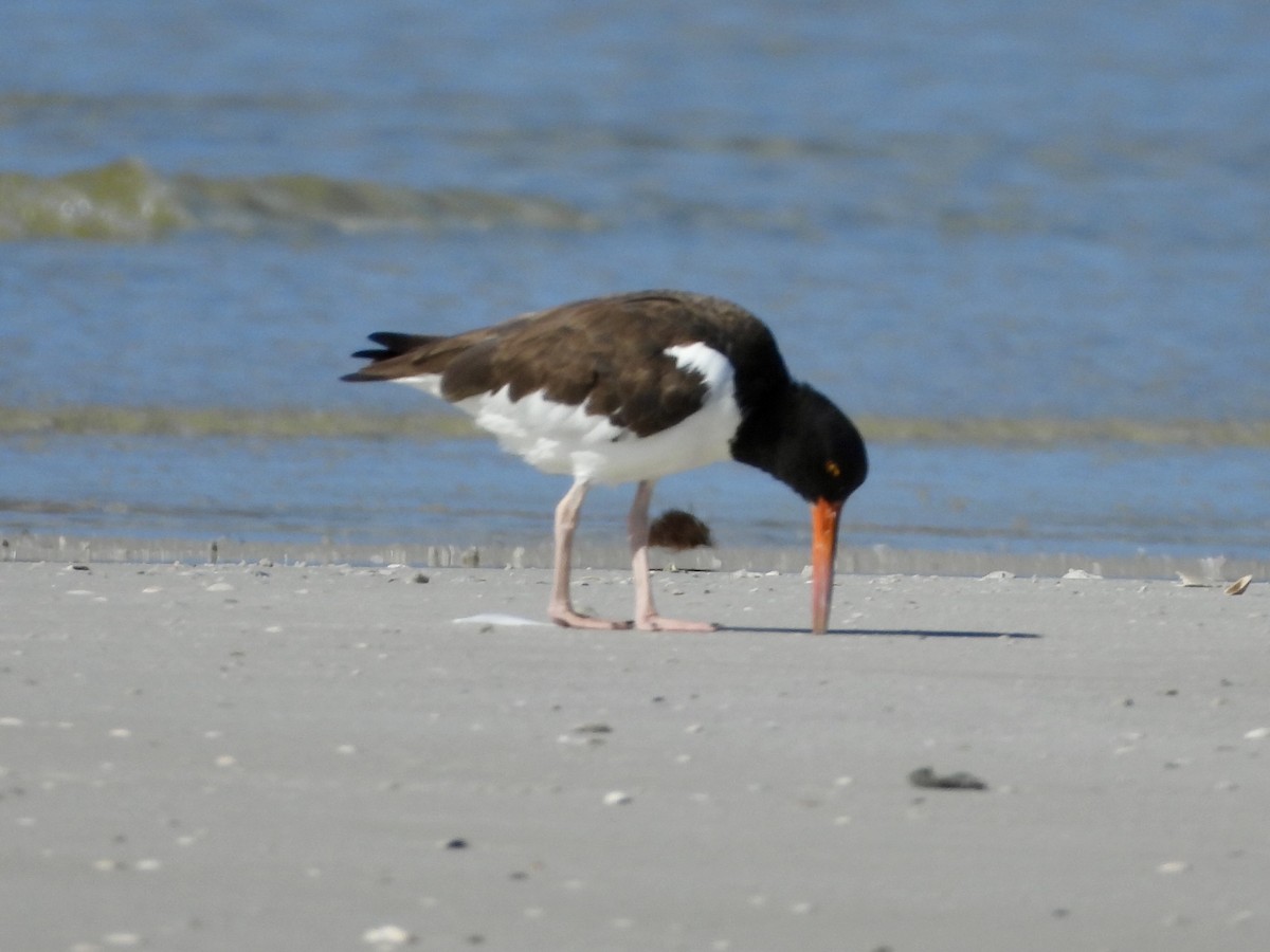 eBird Checklist - 9 Dec 2024 - San Carlos Bay/Bunche Beach Preserve ...