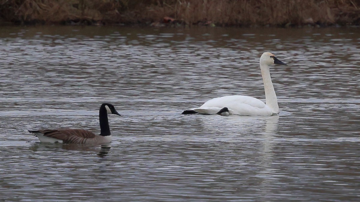 eBird Checklist - 9 Dec 2024 - Reformatory Lake - 16 species
