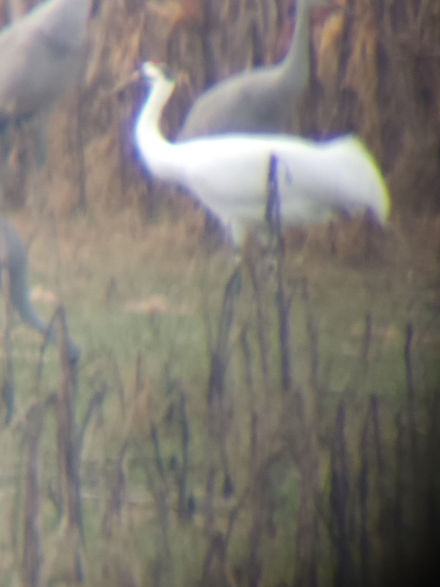 eBird Checklist - 10 Dec 2024 - Hiwassee Wildlife Refuge - 12 species