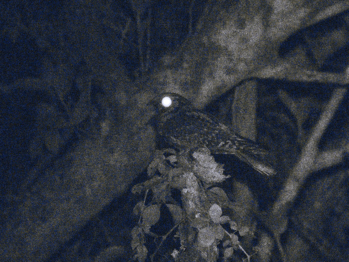 ML627355217 - Eastern Whip-poor-will - Macaulay Library