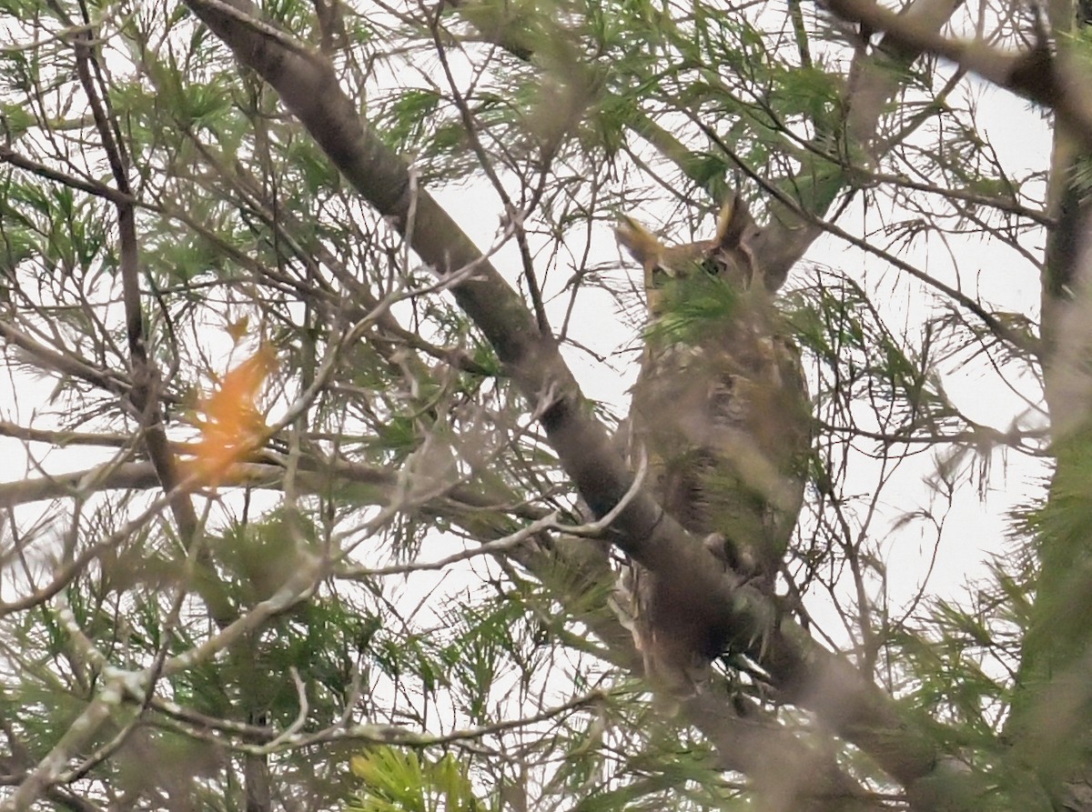 Pennsylvania Bird Atlas Checklist - 10 Dec 2024 - Spring Valley County ...