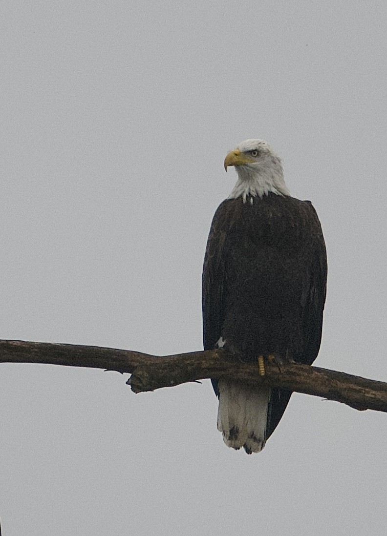 Pennsylvania Bird Atlas Checklist - 10 Dec 2024 - ChesLen Preserve (closed Thursdays) - 37 species