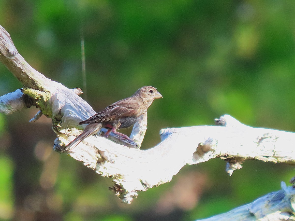 eBird Checklist - 28 Jul 2024 - Honeymoon - 1 species