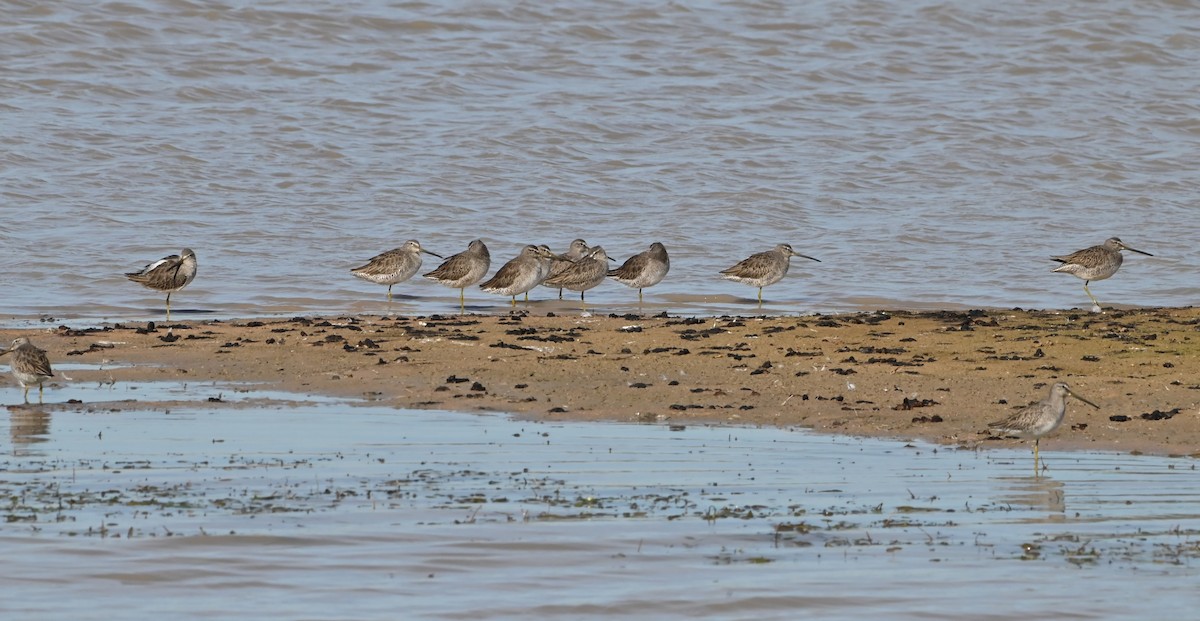 eBird Checklist - 2 Dec 2024 - Katy Prairie--Paul Rushing/Chain of ...