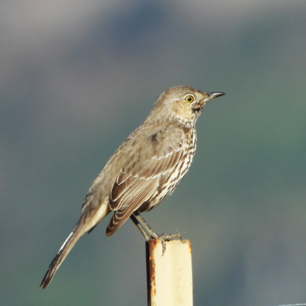 eBird Checklist - 10 Dec 2024 - Elings Park - 23 species