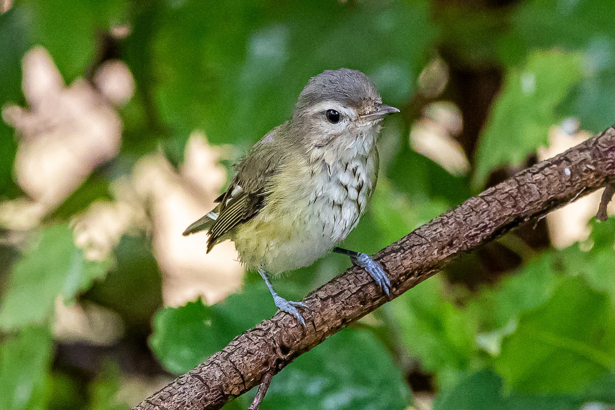 ML627368994 - Warbling Vireo - Macaulay Library