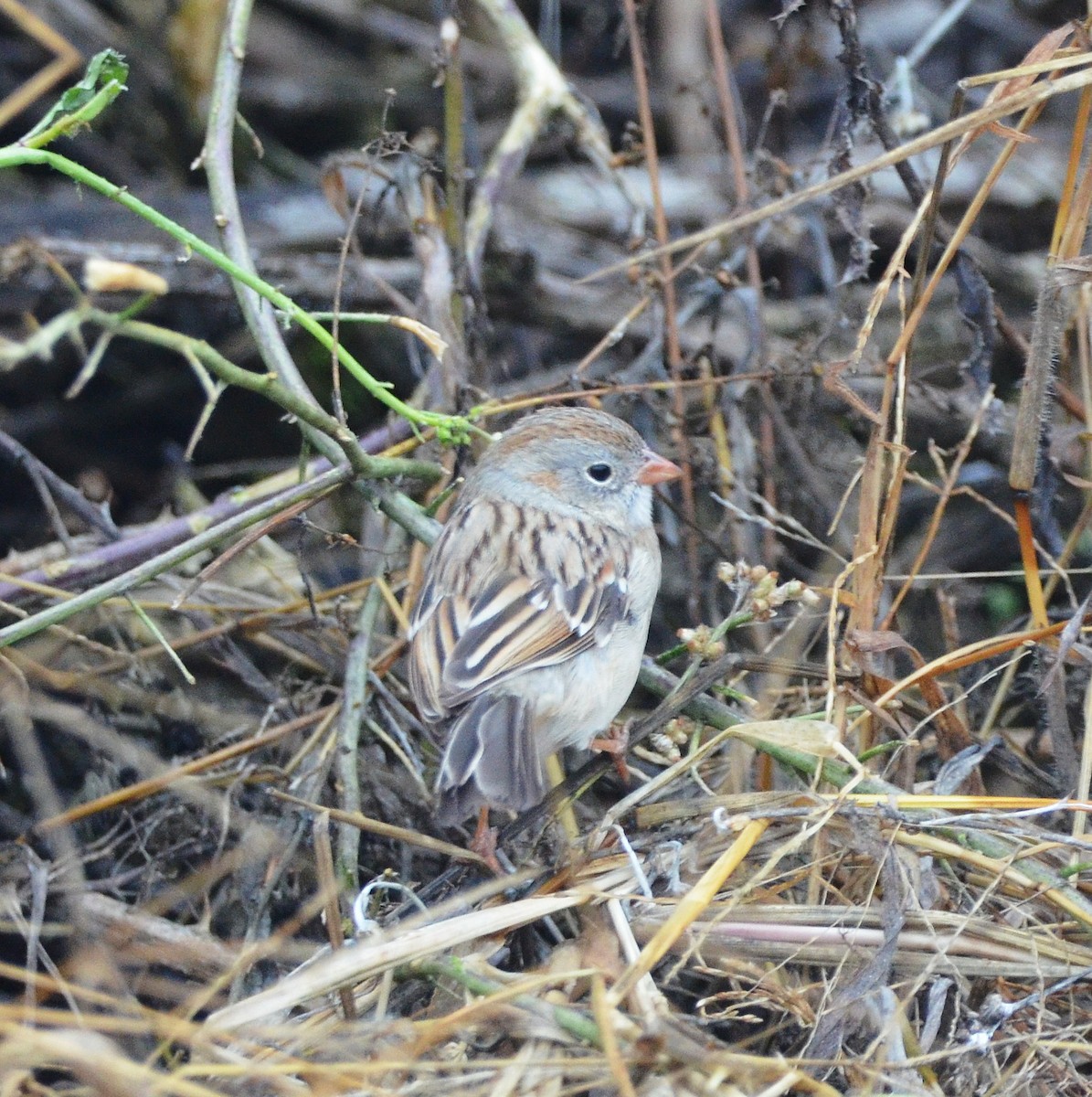 eBird Checklist - 10 Dec 2024 - Sauvie Island--Rentenaar Rd. - 21 species