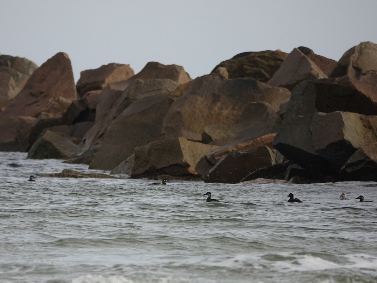 eBird Checklist - 10 Dec 2024 - Jacksonville Park, Huguenot Memorial ...