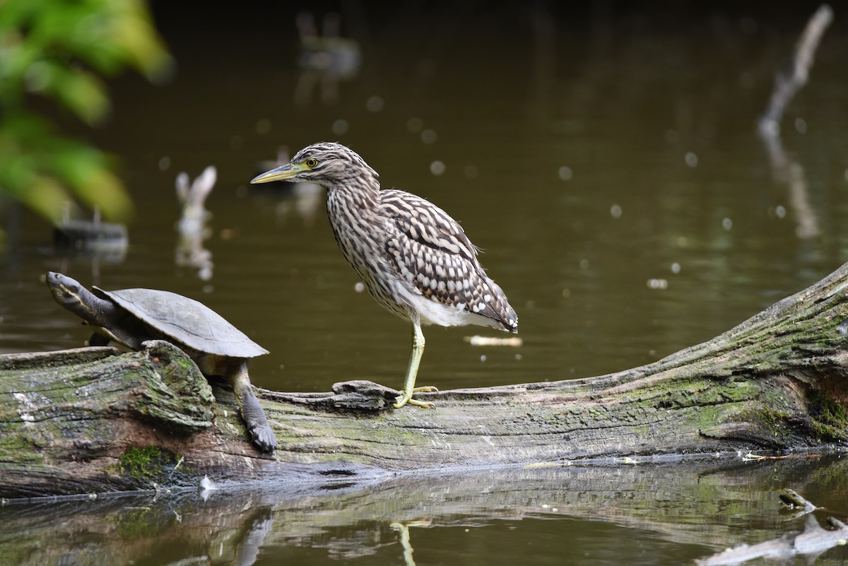 eBird Checklist - 11 Dec 2024 - Royal Melbourne Zoo (please don't ...