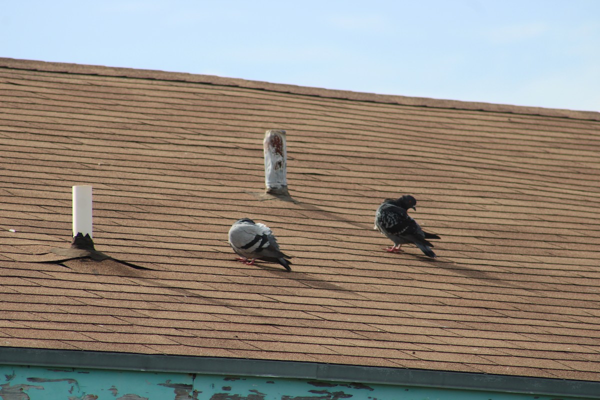eBird Checklist - 14 Nov 2024 - Auto selected 26.54479, -78.80643 EMR ...