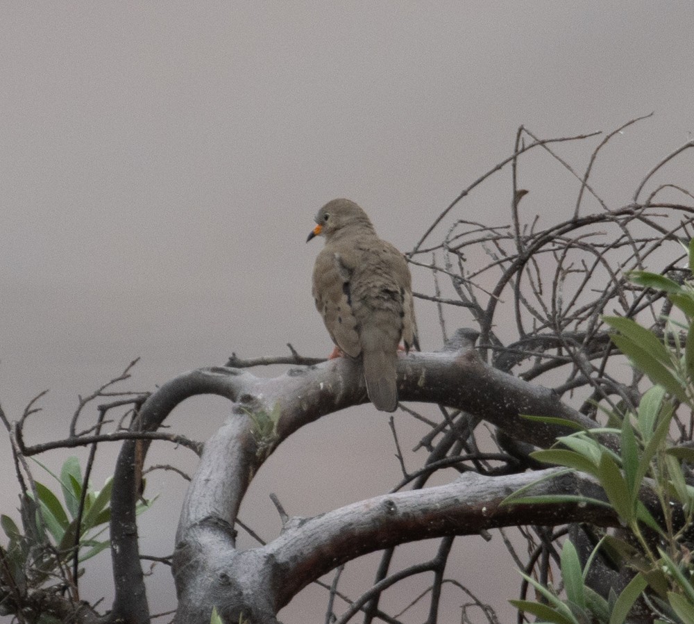 eBird Checklist - 21 Nov 2024 - Geoglifos Cerro Sombrero - 1 species