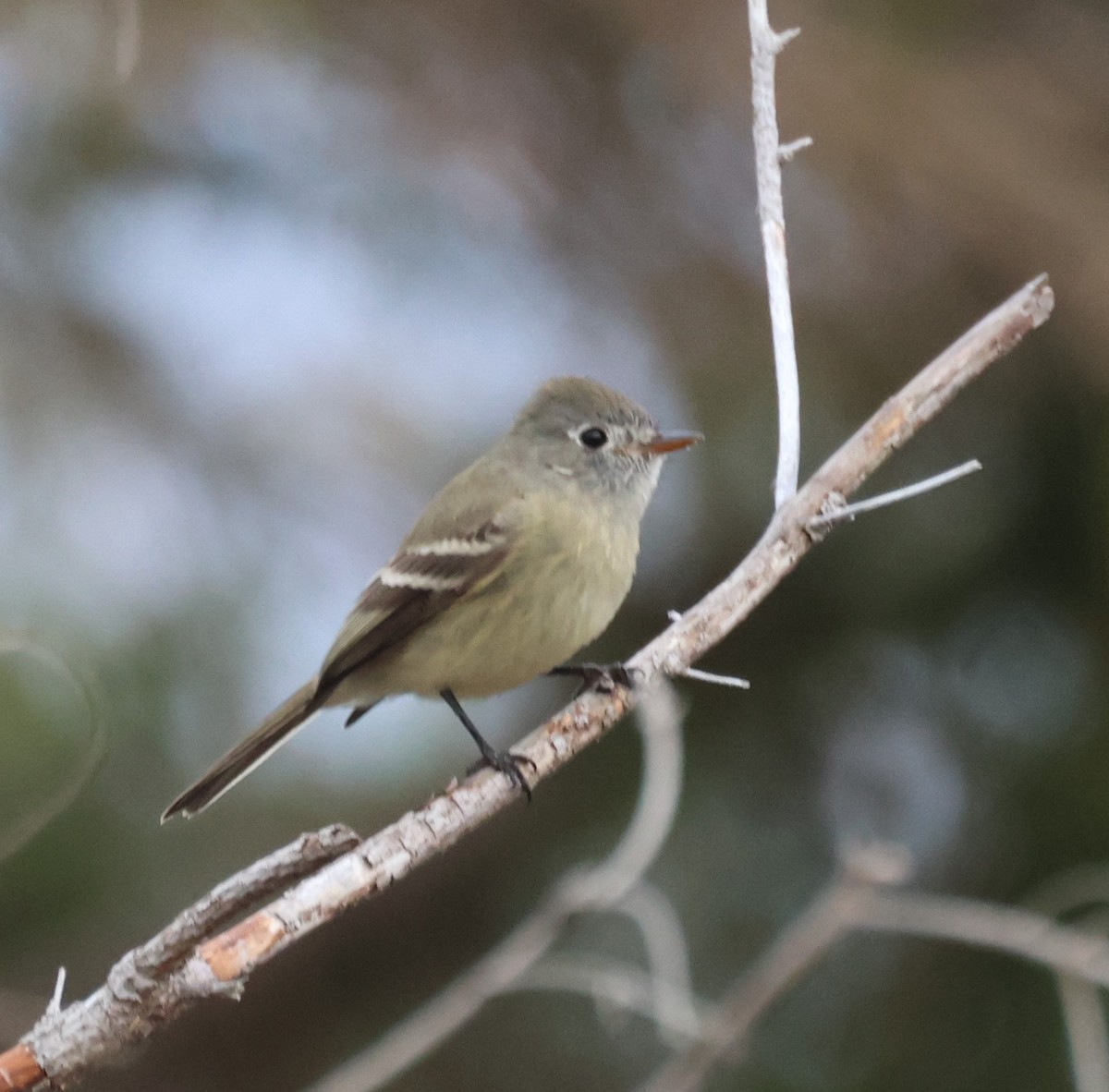 eBird Checklist - 11 Dec 2024 - Big Island - 8 species (+1 other taxa)