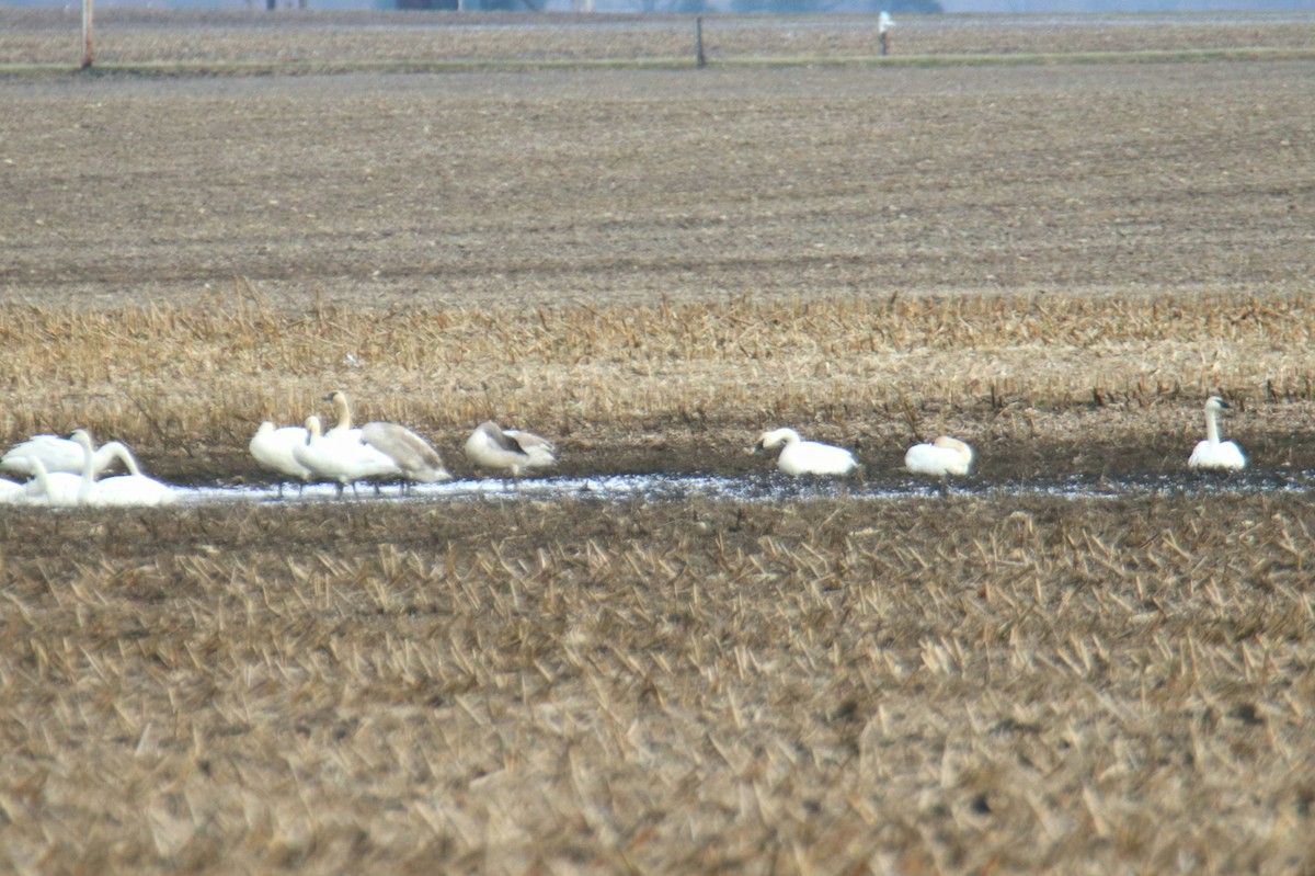 eBird Checklist - 11 Dec 2024 - Sangamon Rd - 1 species