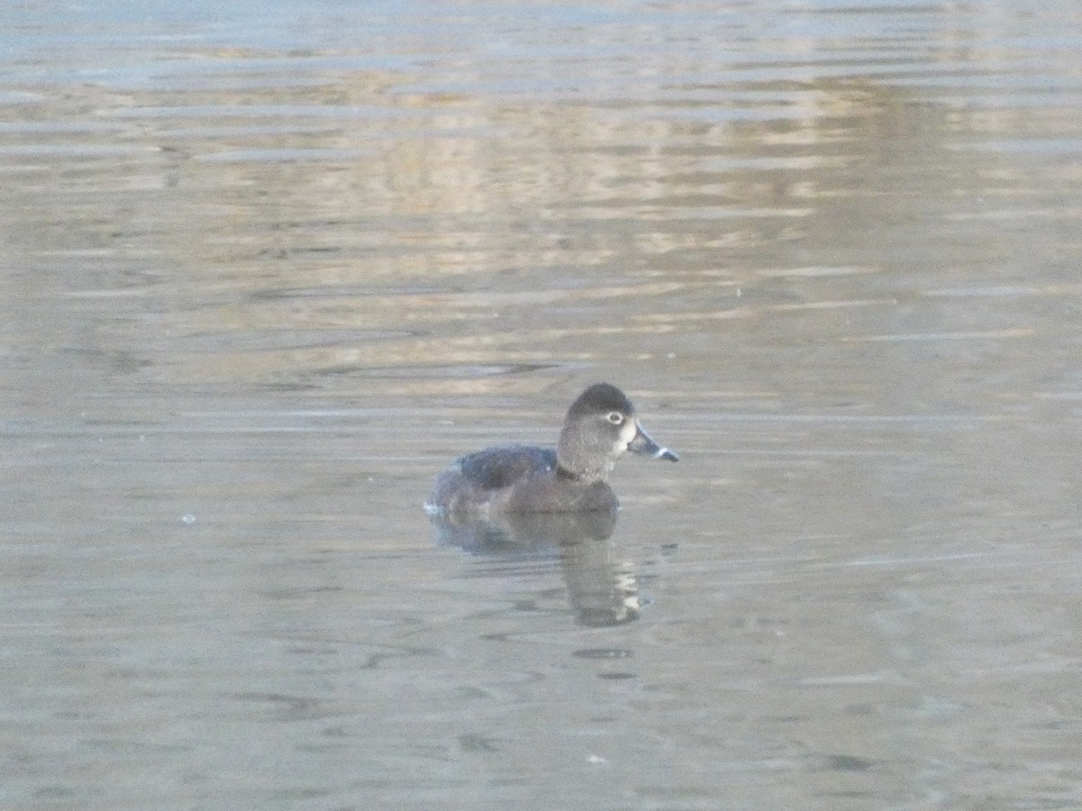 eBird Checklist - 11 Dec 2024 - UNM--North Golf Course - 11 species