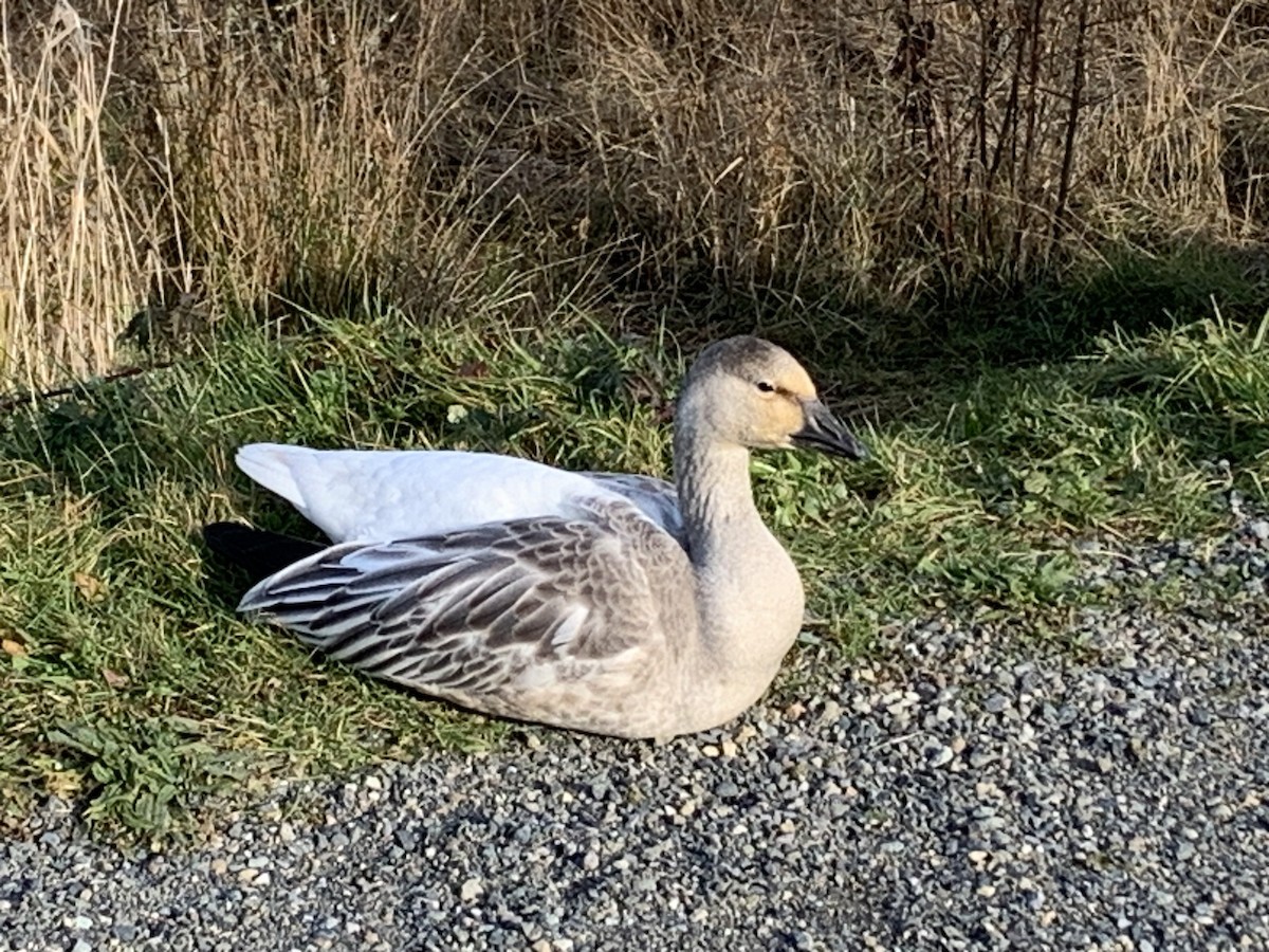 eBird Checklist - 11 Dec 2024 - Billy Frank Jr. Nisqually NWR - 45 ...