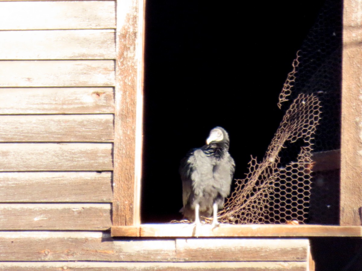 Pennsylvania Bird Atlas Checklist - 12 Dec 2024 - Route 6 Meshoppen Pa ...