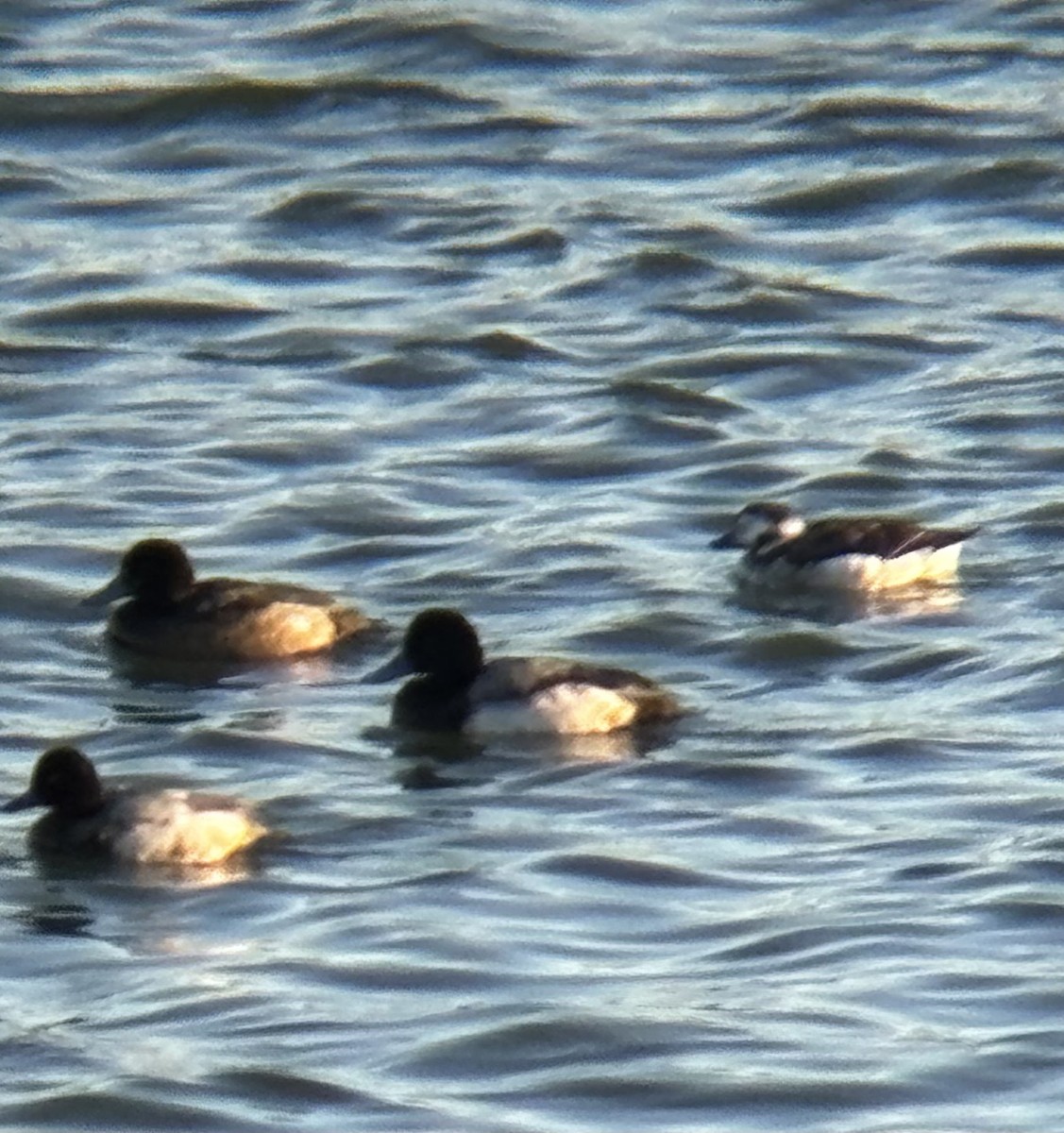 ML627438980 - Long-tailed Duck - Macaulay Library