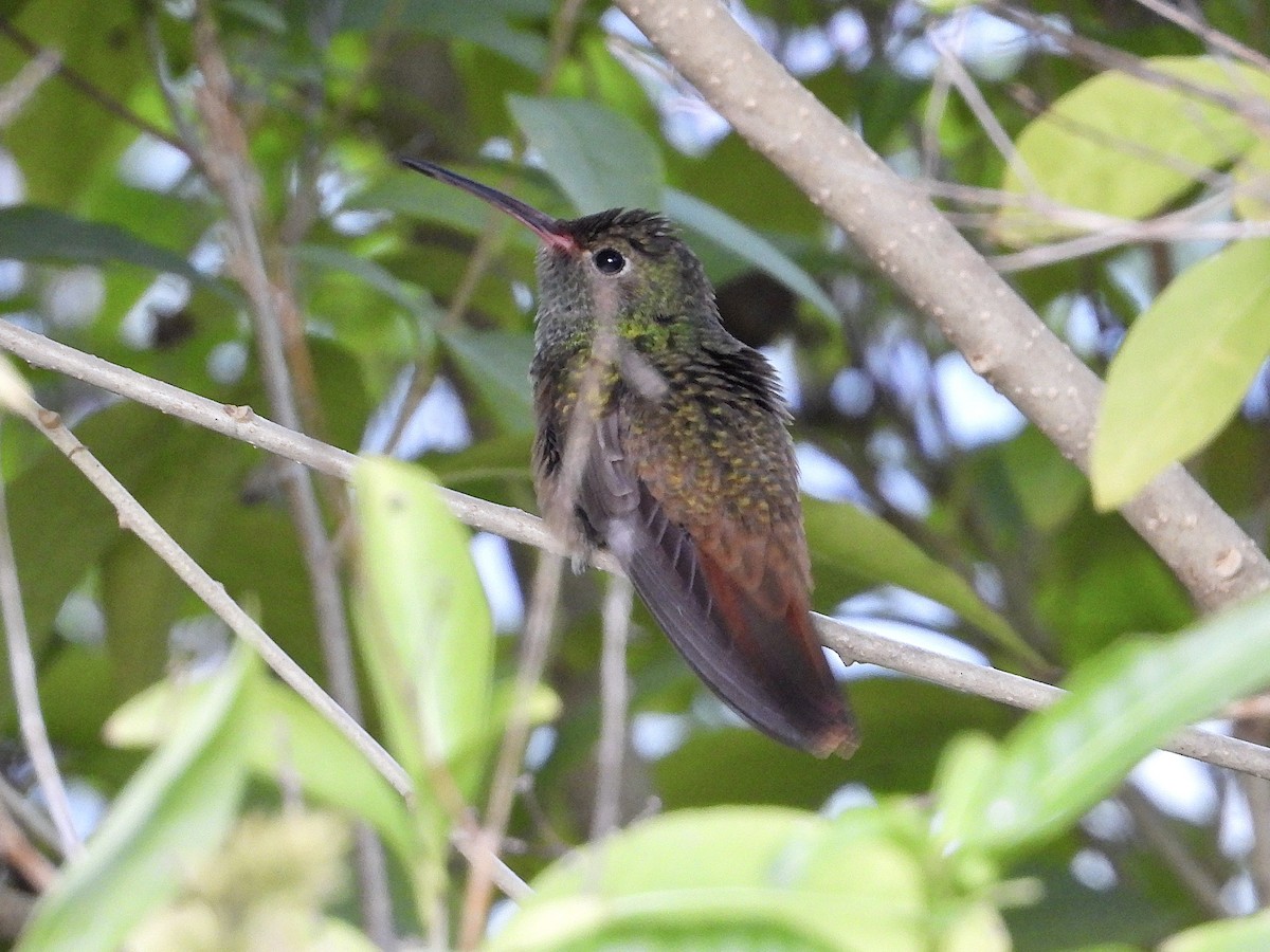 eBird Checklist - 12 Dec 2024 - Pass Beach - 1 species