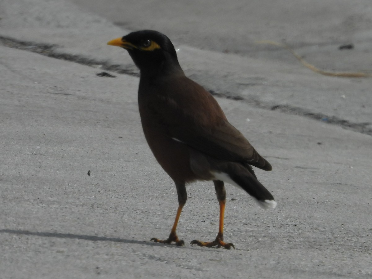 eBird Checklist - 12 Dec 2024 - USA-FL-Miami, Yumbo food parking (25. ...