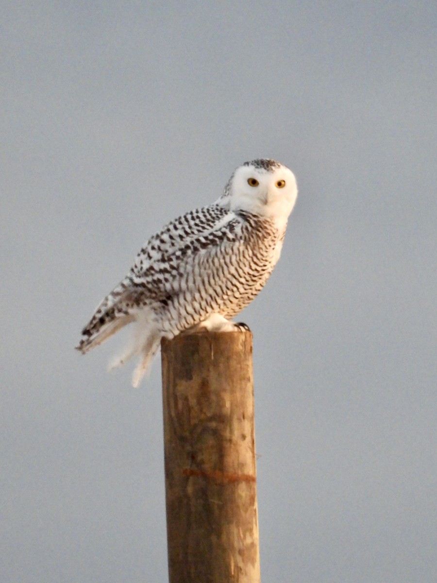 eBird Checklist - 8 Dec 2024 - Wolfe Island - 2 species