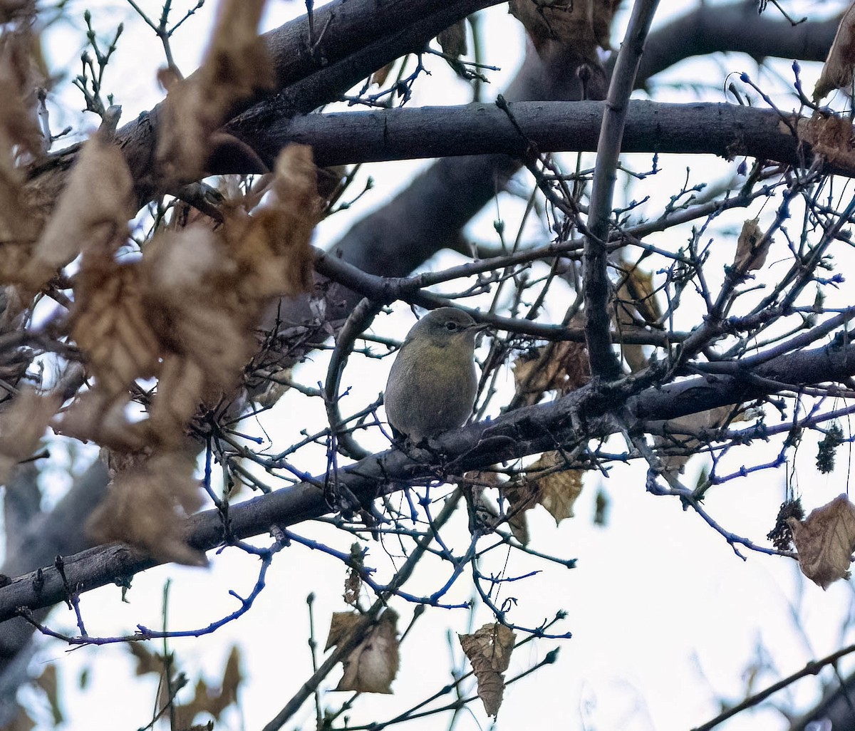 eBird Checklist - 12 Dec 2024 - Ute Creek Golf Course - 13 species (+1 ...