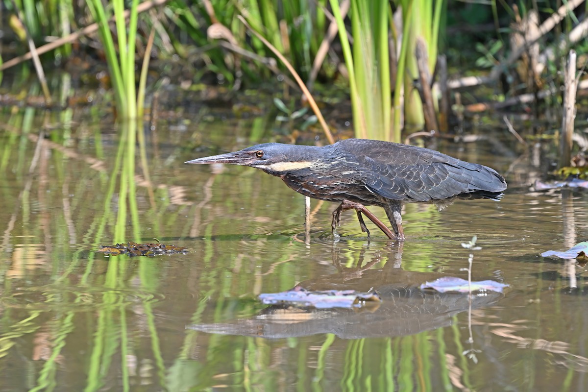 ML627455792 - Black Bittern - Macaulay Library