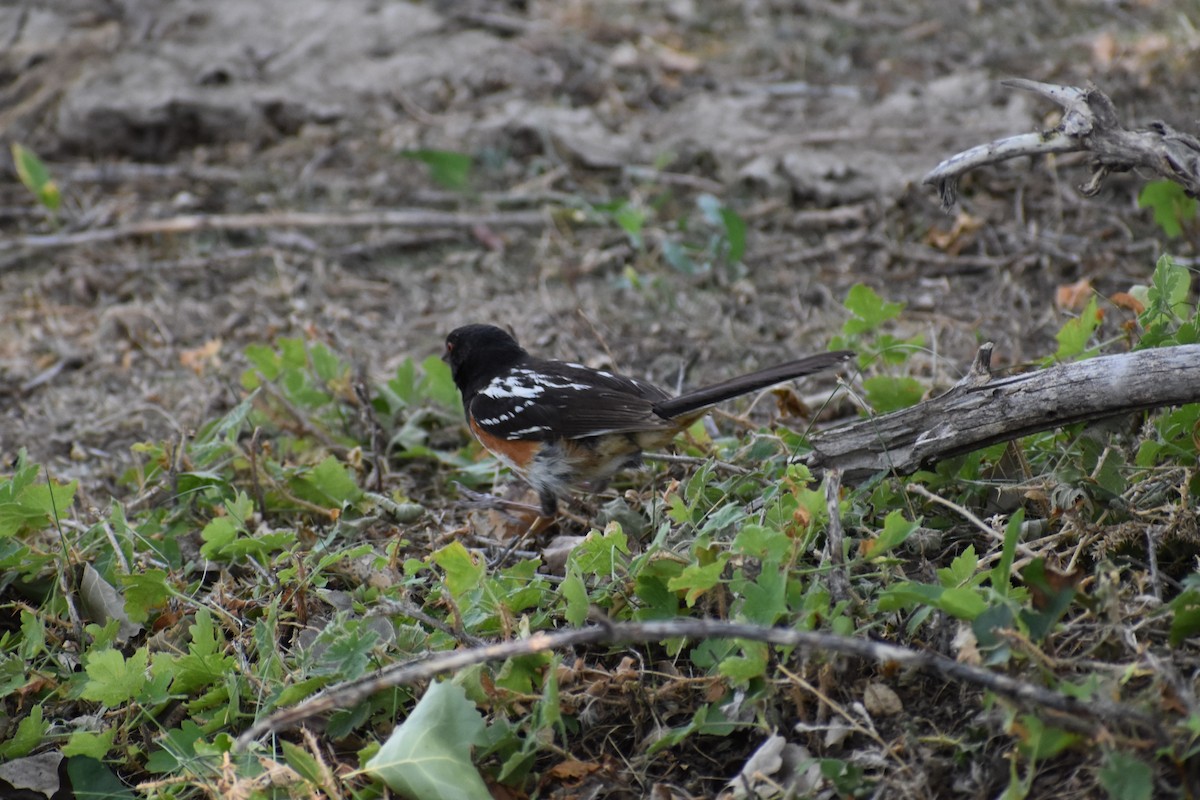 eBird Checklist - 14 Jul 2021 - Theodore Roosevelt NP--E River Rd Ridge ...