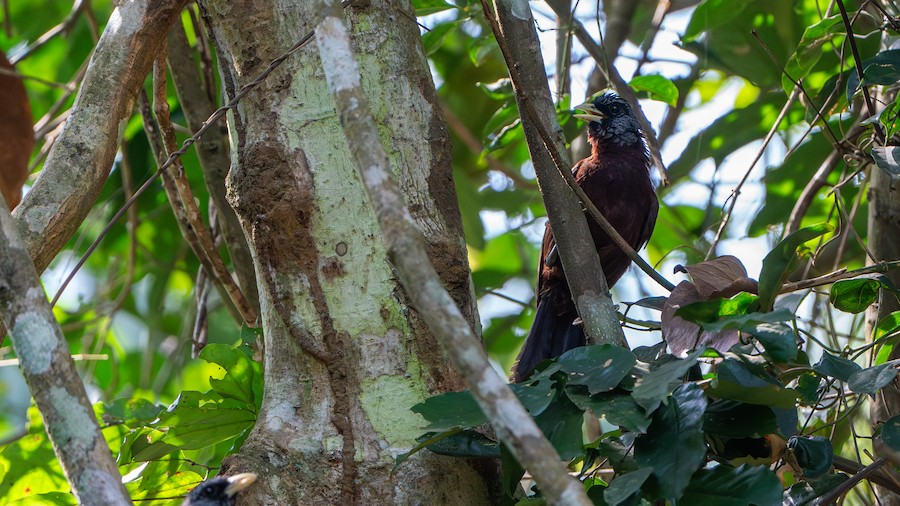 Capuchin Babbler (Black-crowned) - eBird