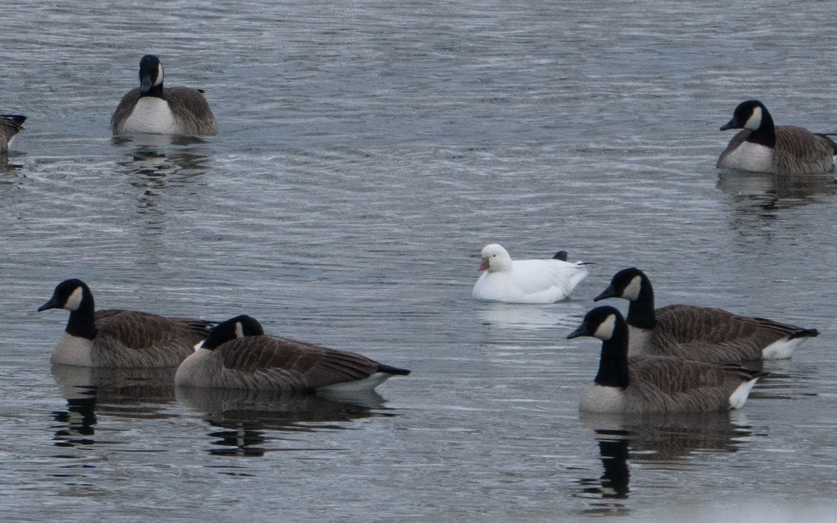 ML627462546 - Ross's Goose - Macaulay Library