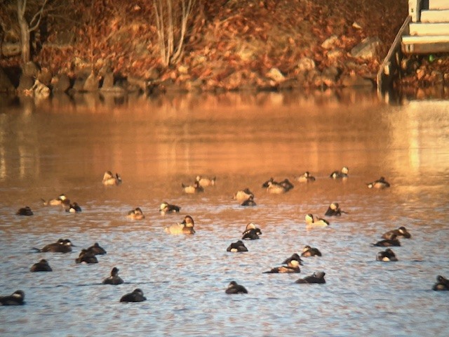 eBird Checklist - 13 Dec 2024 - Bantam Lake - 25 species