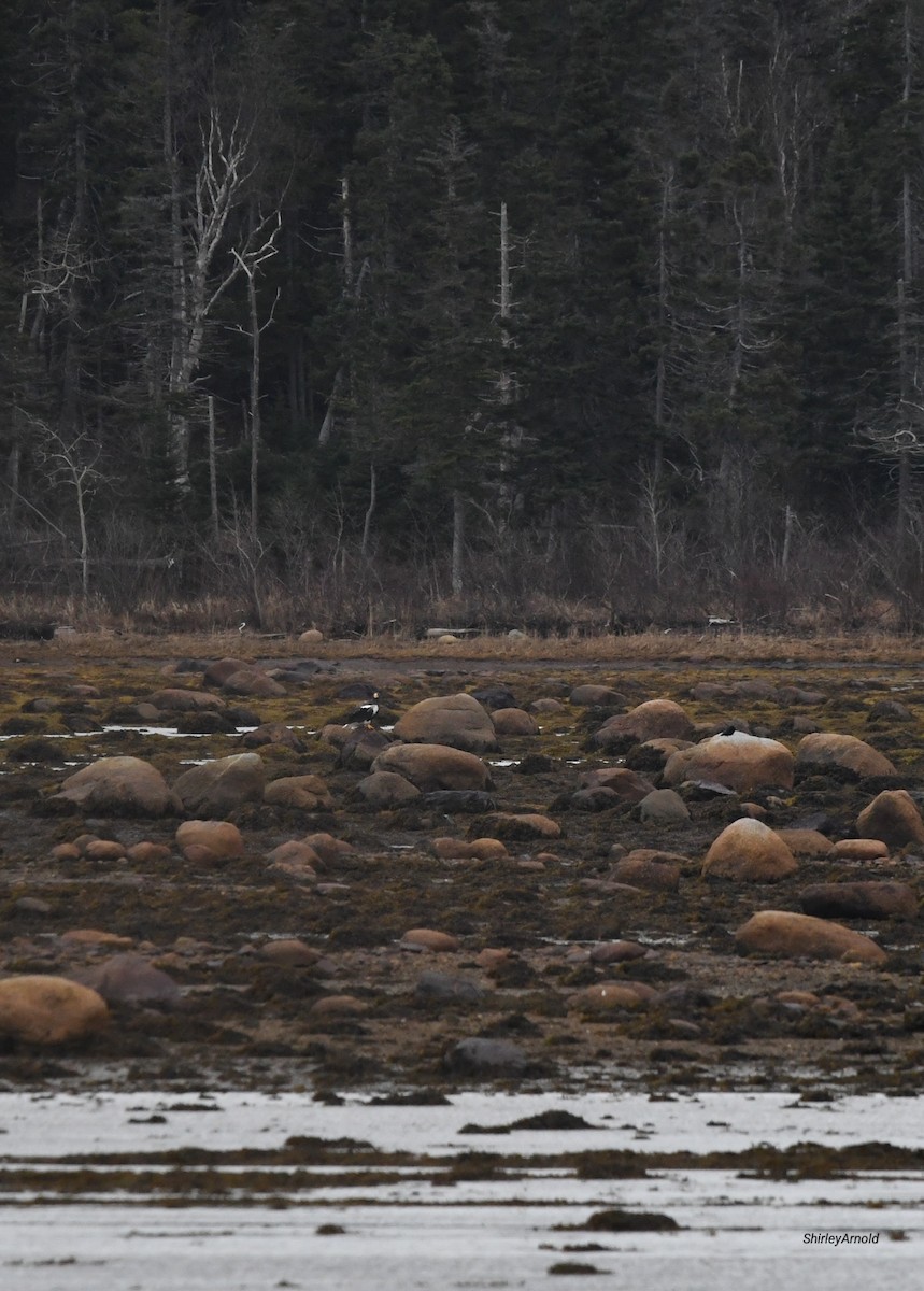 eBird Checklist - 13 Dec 2024 - TNNP--Inner Newman Sound - 1 species