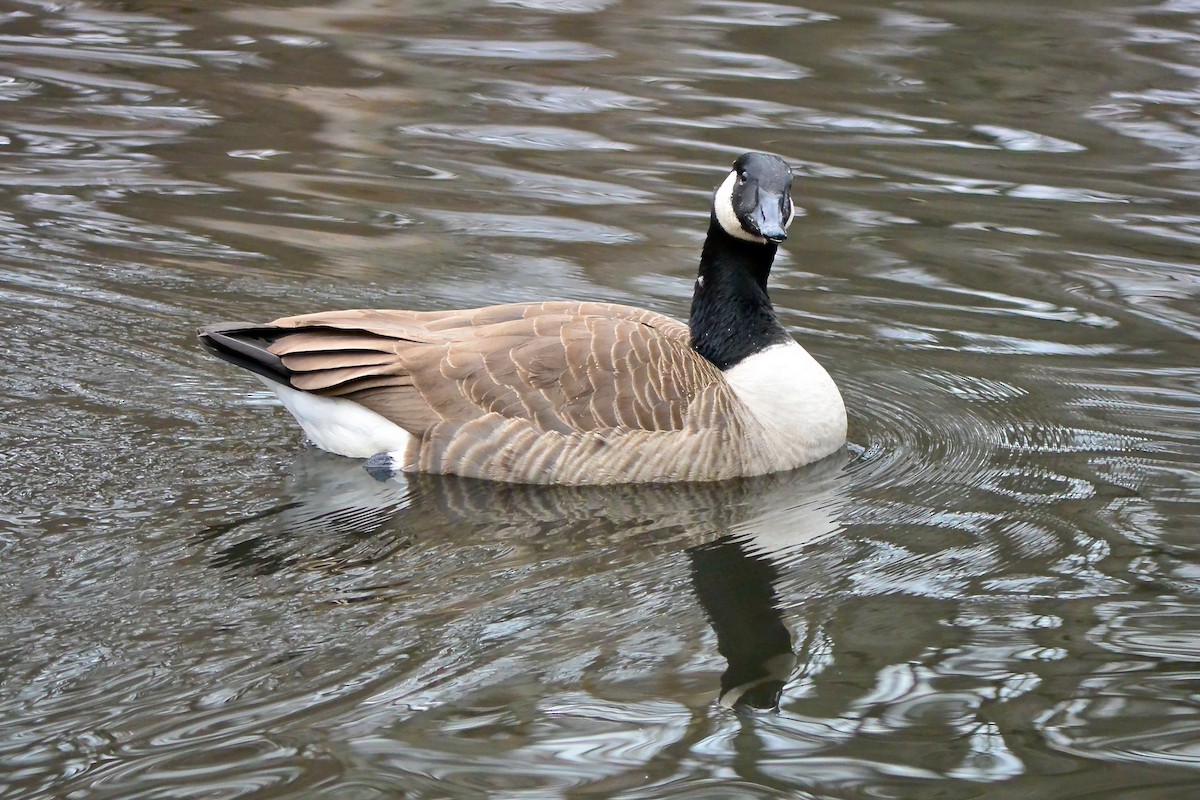 eBird Checklist - 13 Dec 2024 - Ashby Pond Conservancy Site - 19 species