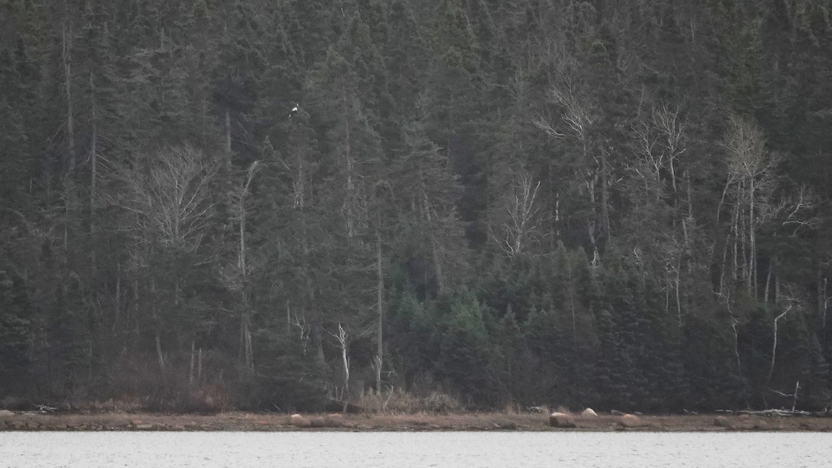 eBird Checklist - 13 Dec 2024 - TNNP--Big Brook Flats - 7 species