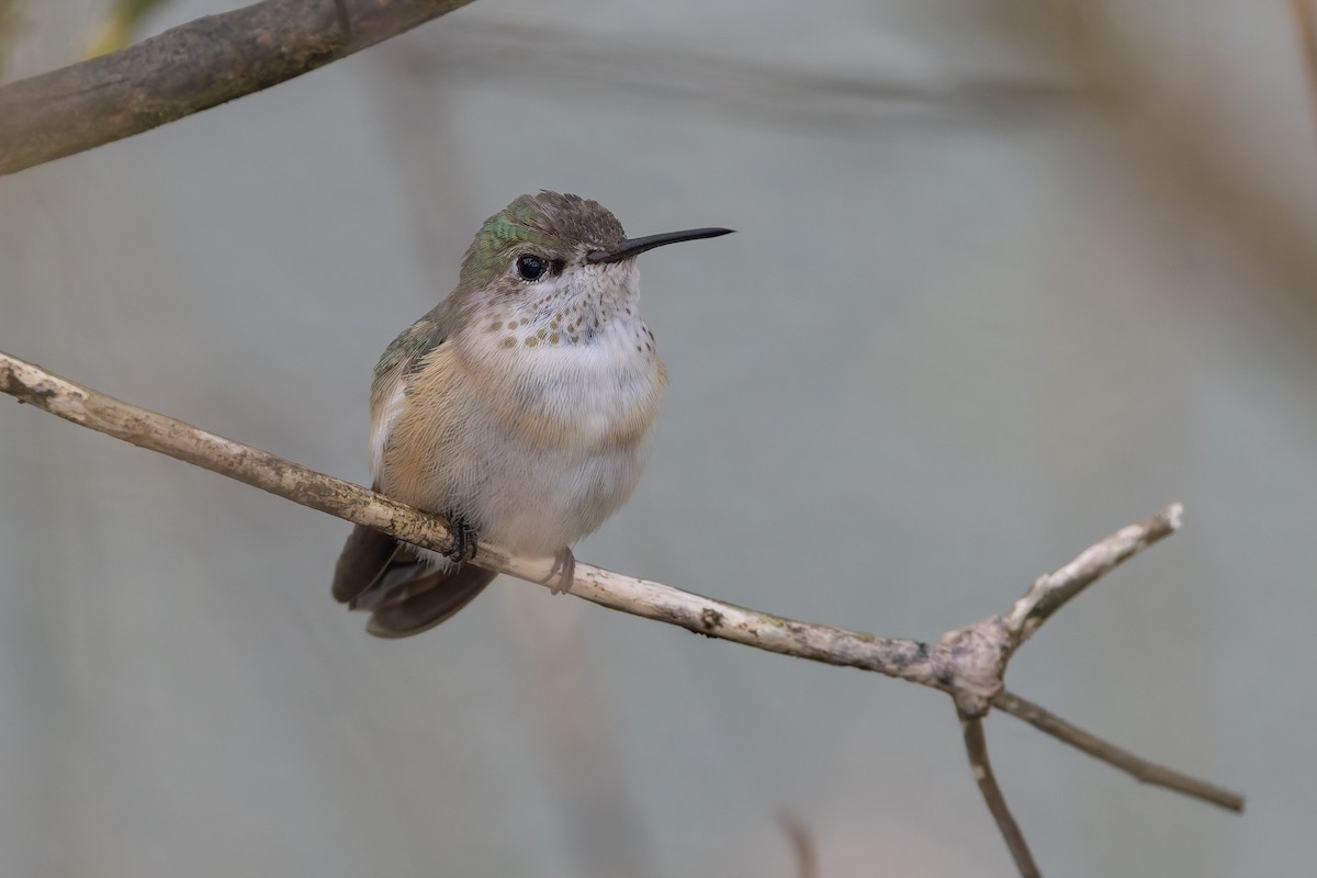 ML627471949 - Calliope Hummingbird - Macaulay Library