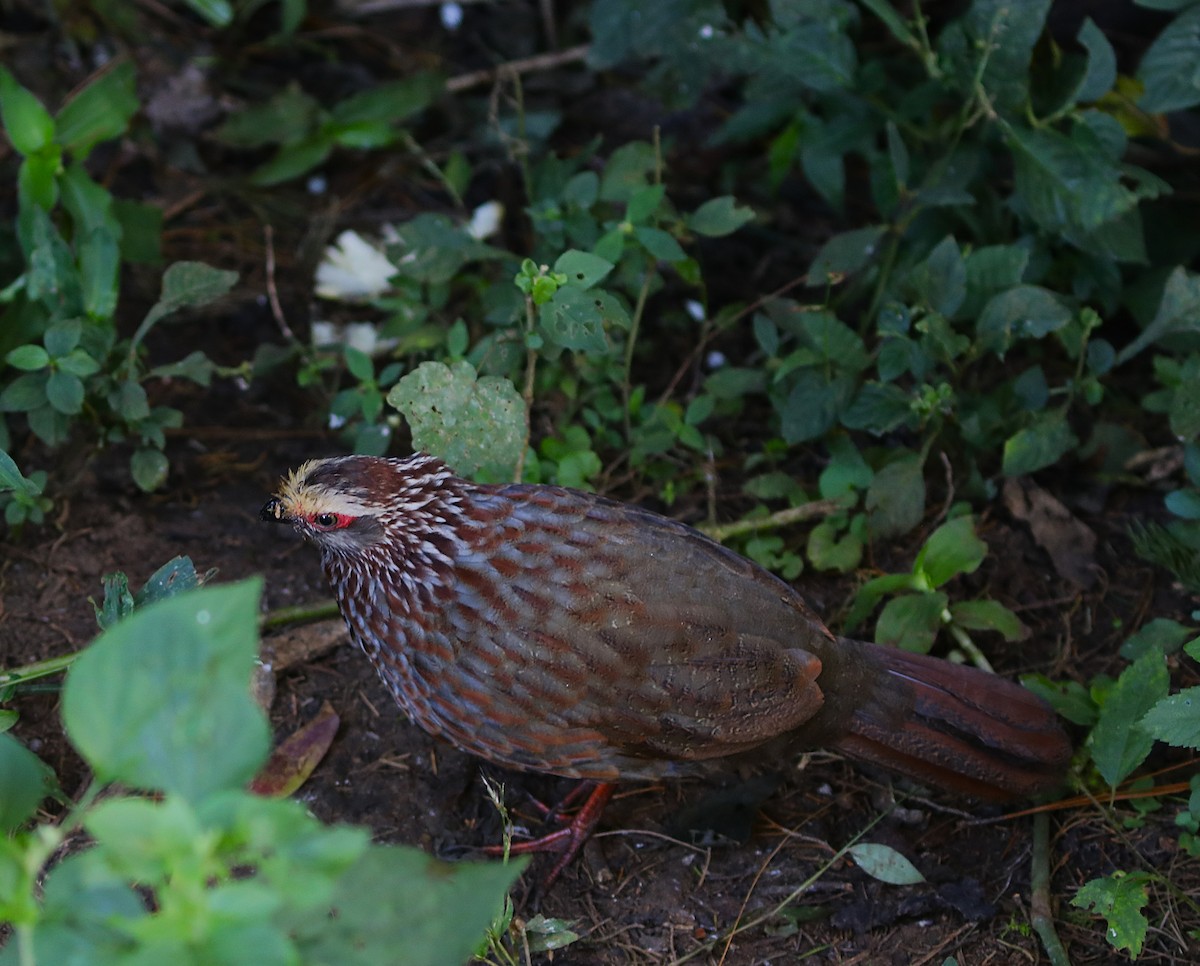 eBird Checklist - 1 Dec 2024 - Laguna del Bosque - 26 species